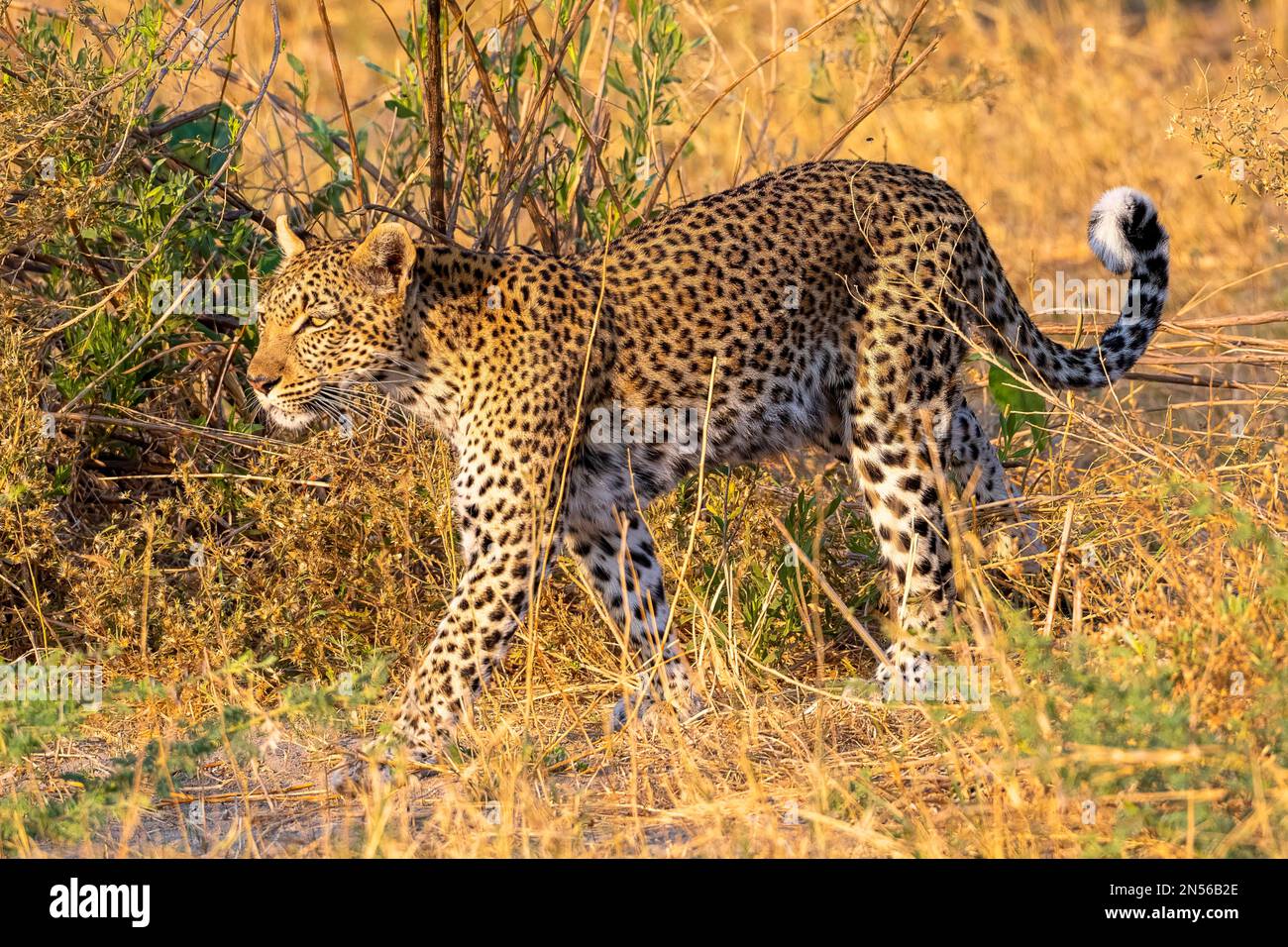 African leopard (Panthera pardus), Moremi Game Reserve West, Okavango ...
