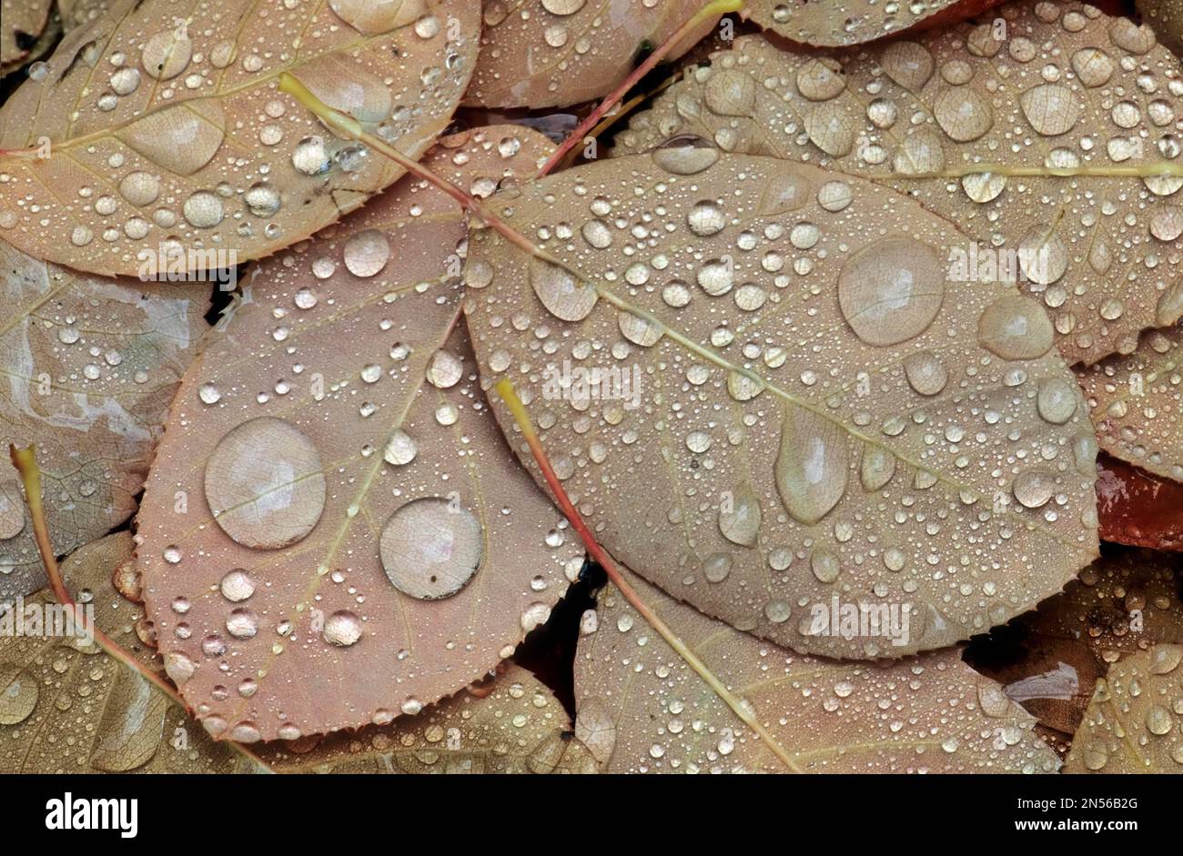 Rock pear leaves with water droplets, snowy mespilus (Amelanchier ...