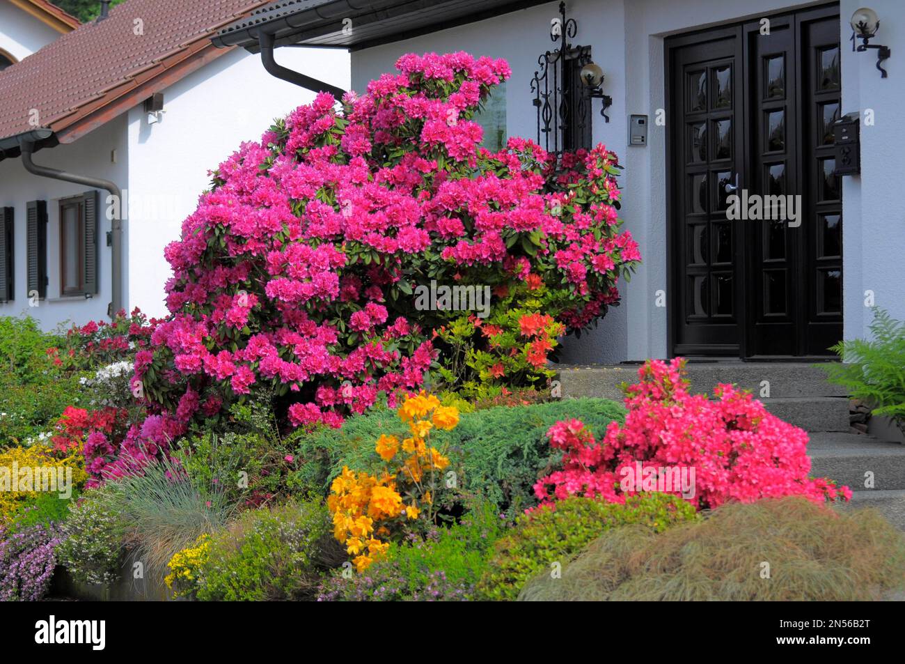 Raw dodendron bushes in bloom in the home garden Stock Photo - Alamy