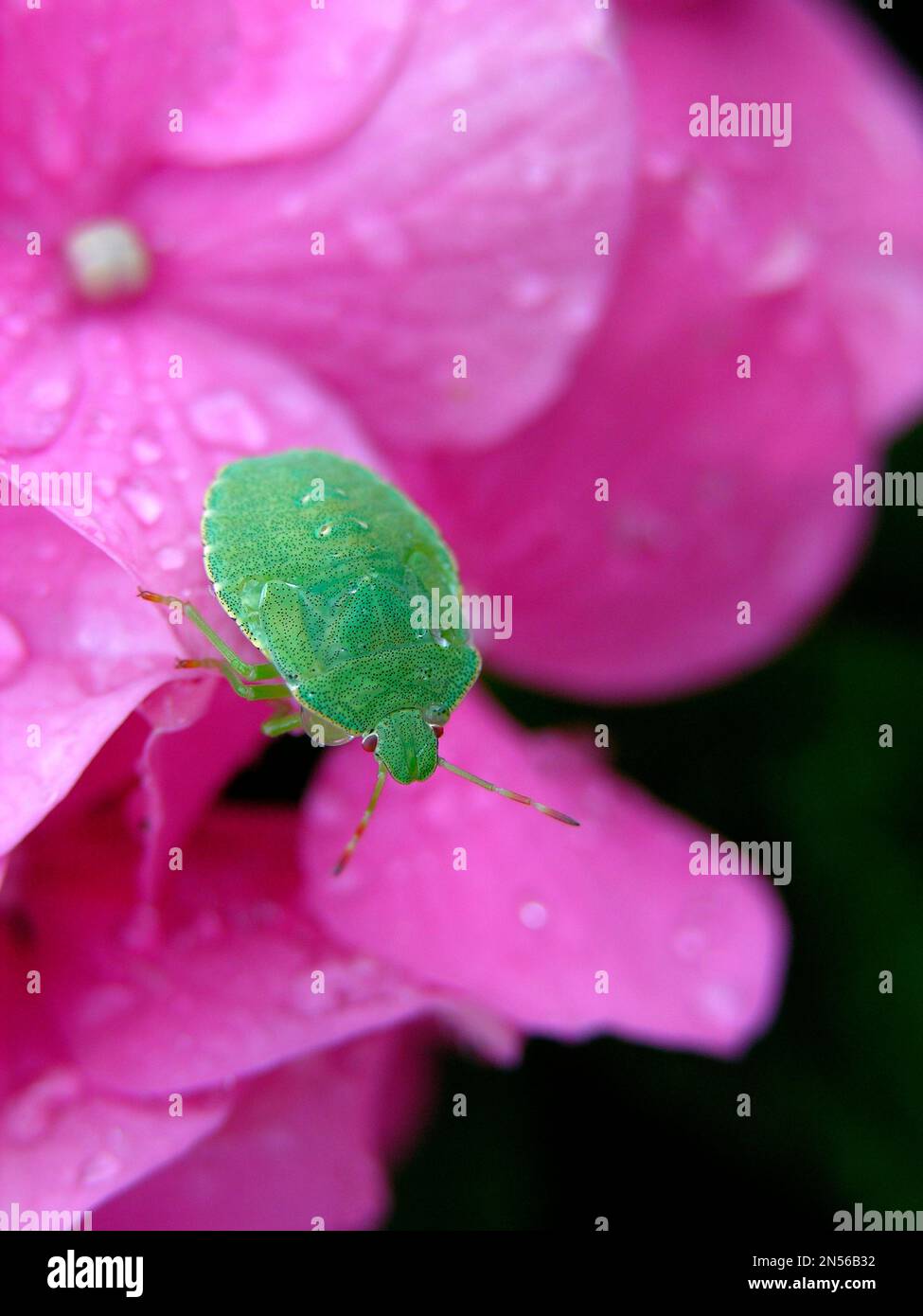 Green stink bug, also known as green shield bug (Palomena prasina) on ...