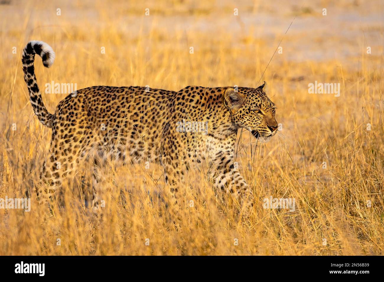 African leopard (Panthera pardus), Moremi Game Reserve West, Okavango ...