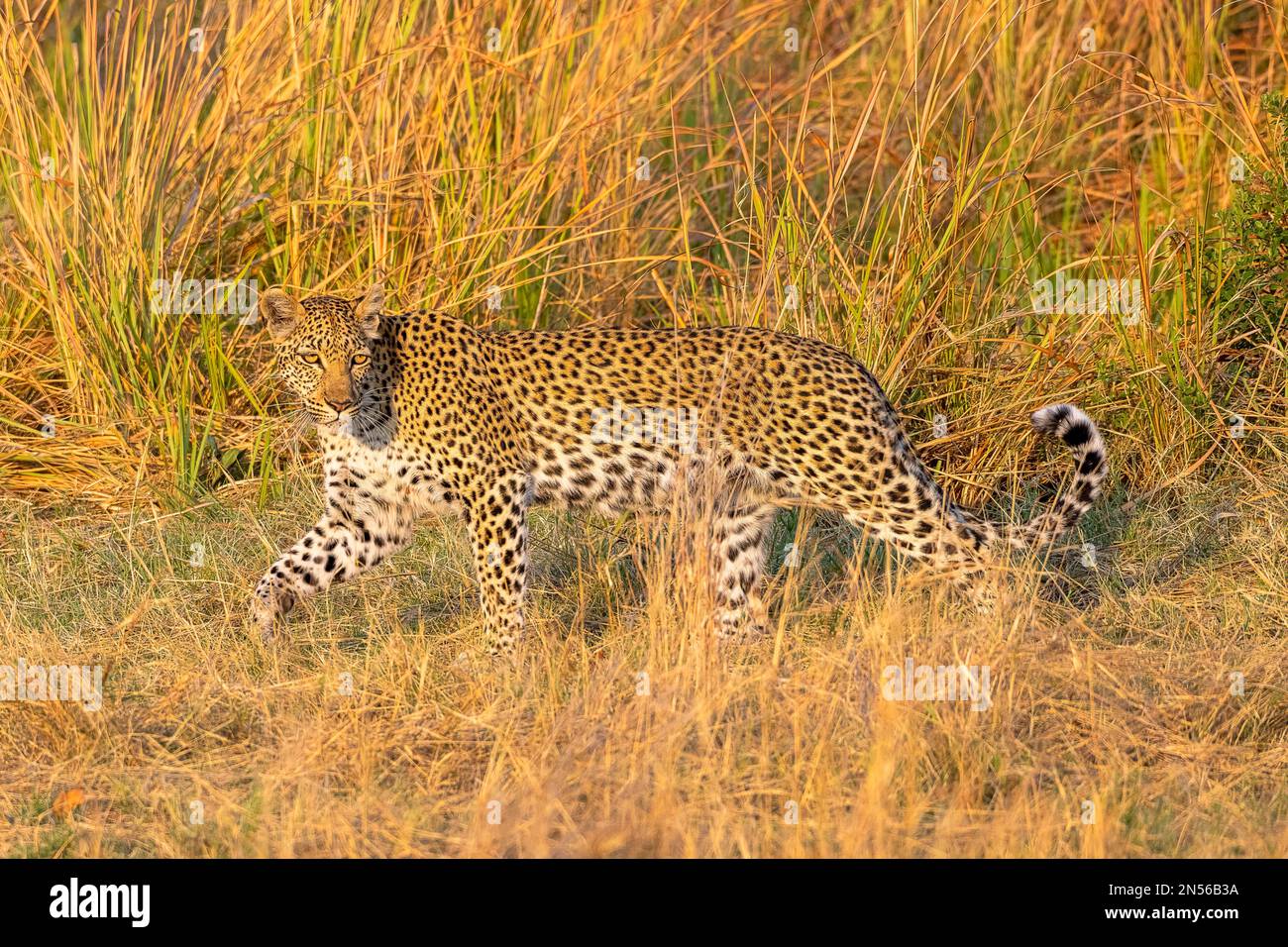 African leopard (Panthera pardus), Moremi Game Reserve West, Okavango ...