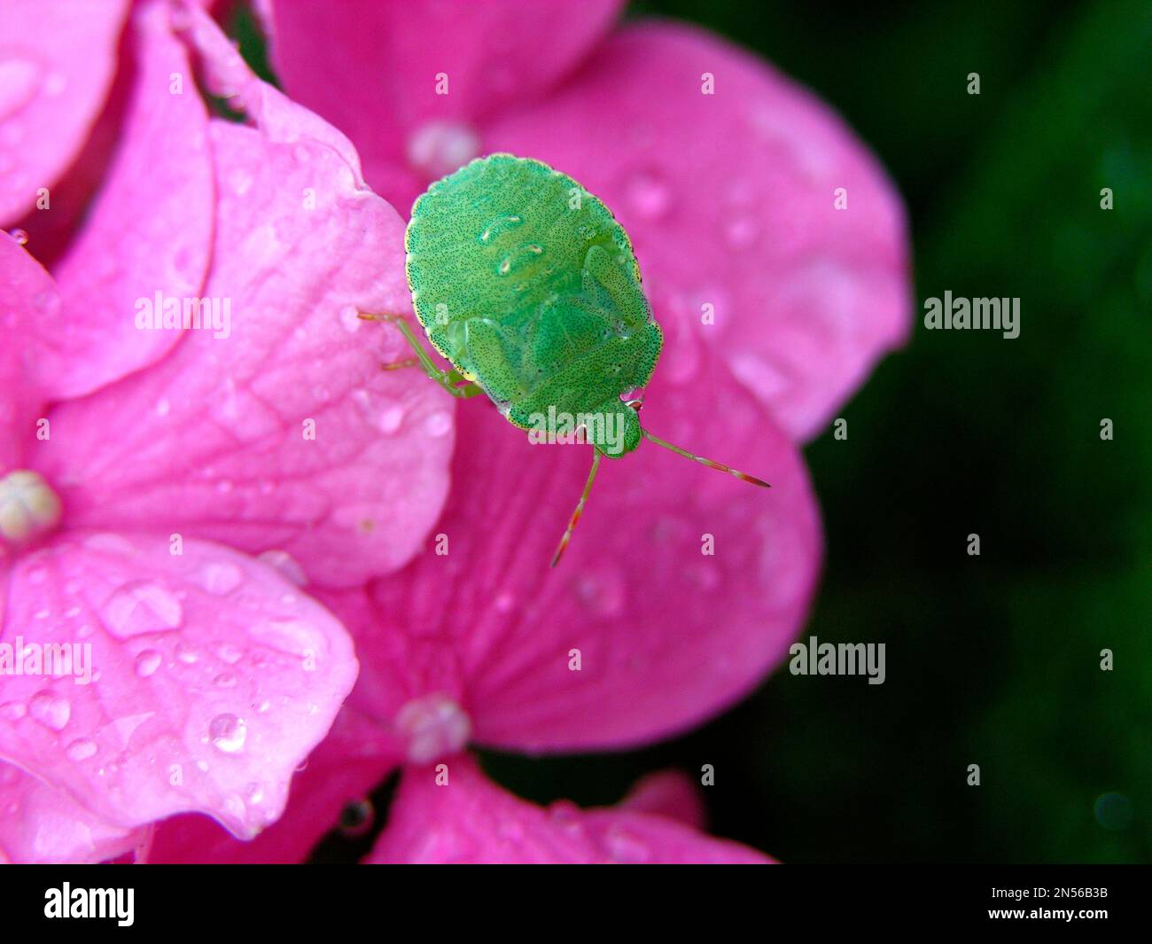 Green stink bug, also known as green shield bug (Palomena prasina) on ...