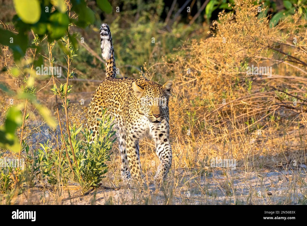 African leopard (Panthera pardus), Moremi Game Reserve West, Okavango ...