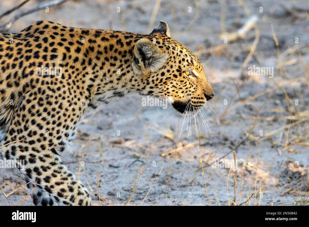 West african animal hi-res stock photography and images - Alamy