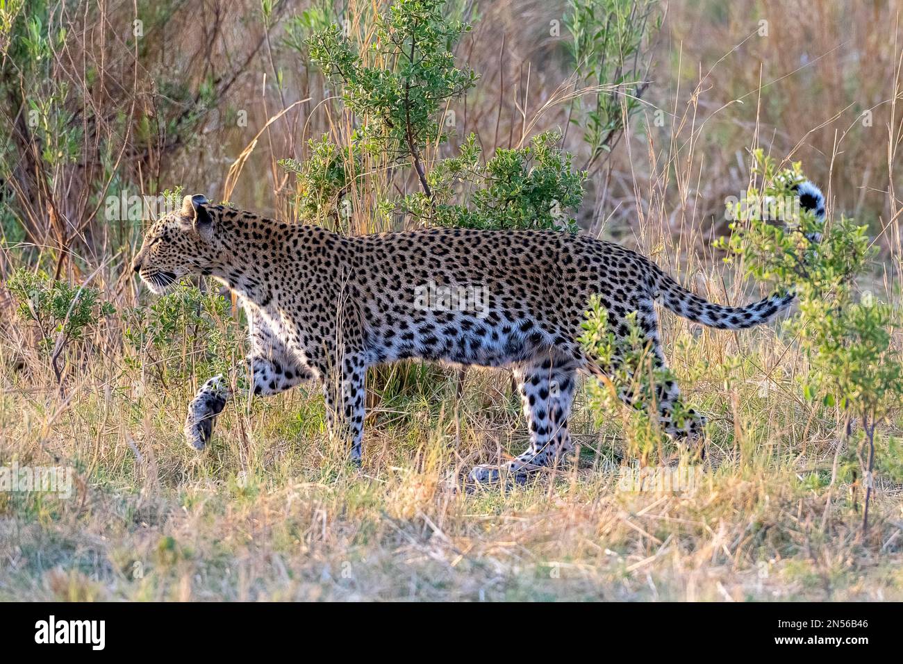 African leopard (Panthera pardus), Moremi Game Reserve West, Okavango ...