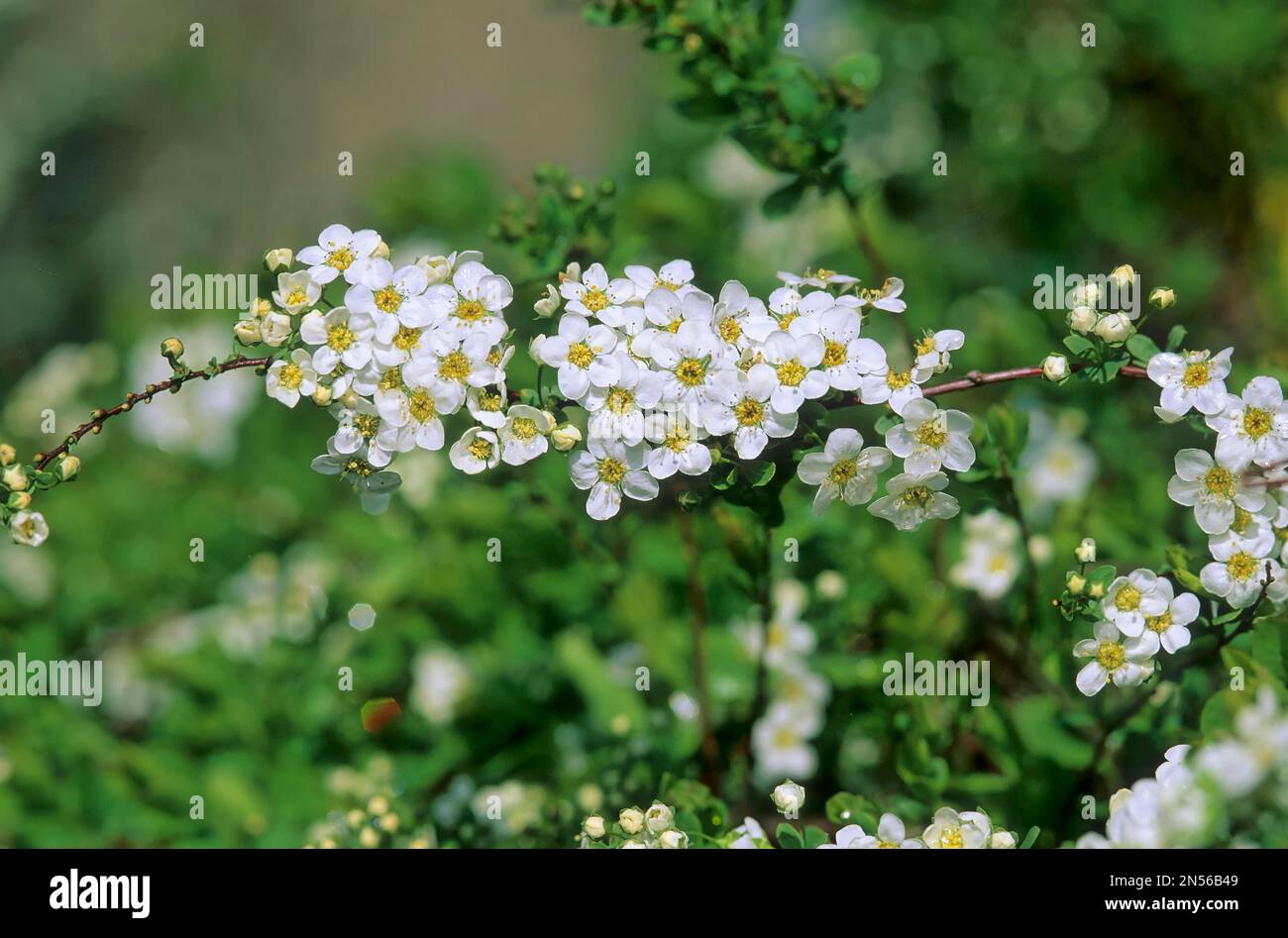 Garland spirea (Spiraea x arguta Stock Photo - Alamy