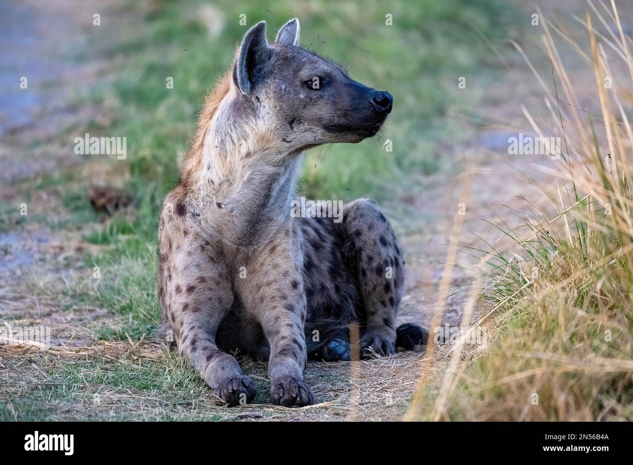 Spotted hyena (Crocuta crocuta), blue hour, dusk, Moremi Game Reserve ...