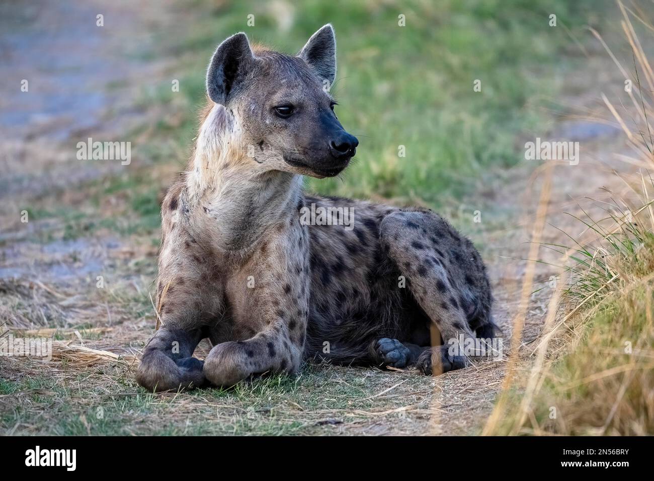 Spotted hyena (Crocuta crocuta), blue hour, dusk, Moremi Game Reserve ...