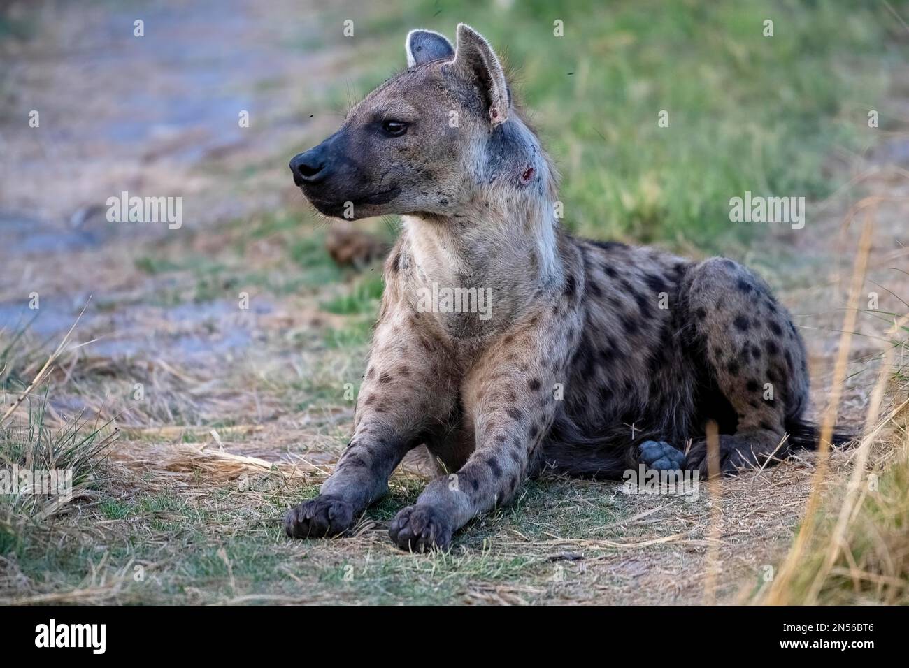 Spotted hyena (Crocuta crocuta), injured animal, blue hour, dusk ...