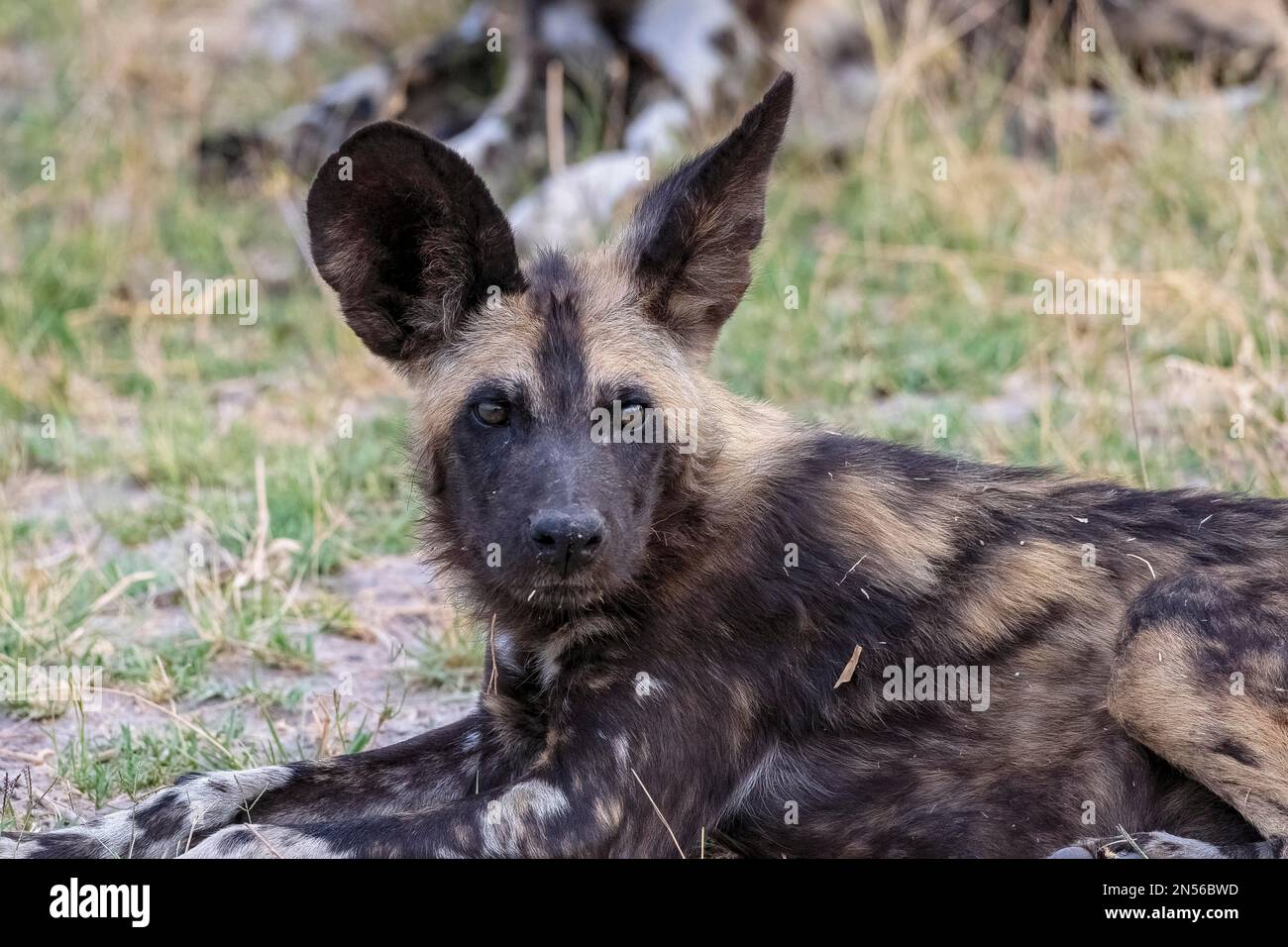 African wild dog (Lycaon pictus), animal portrait, Moremi Game Reserve ...