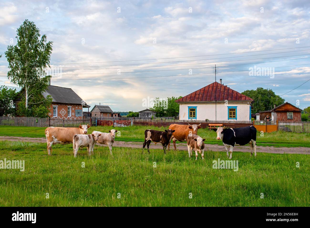 Old house and cows hi-res stock photography and images - Alamy