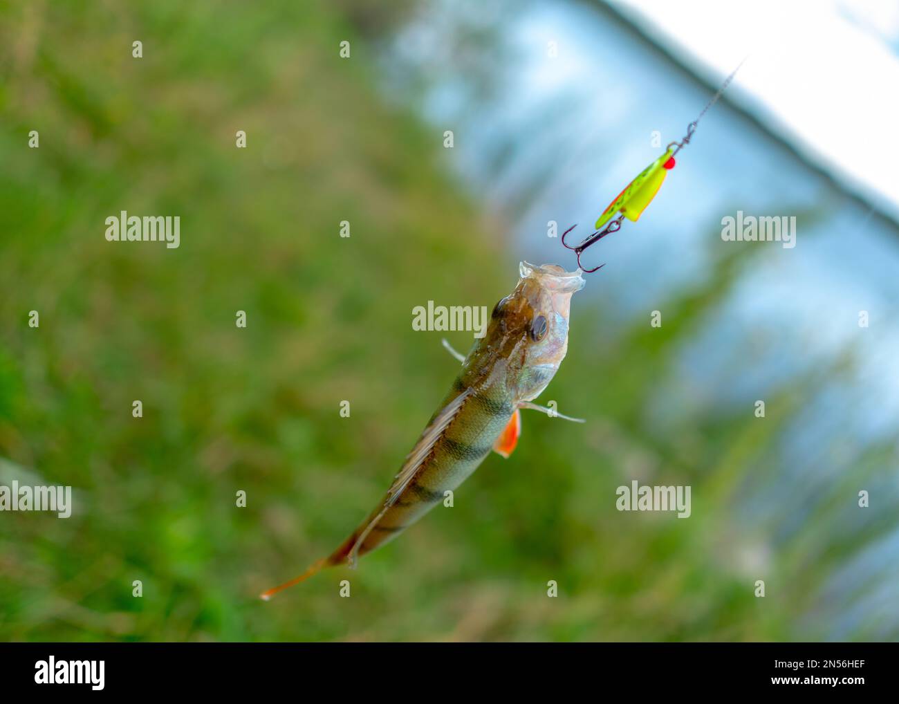 Caught a bright striped bass fish hanging on a green fishing lure ...