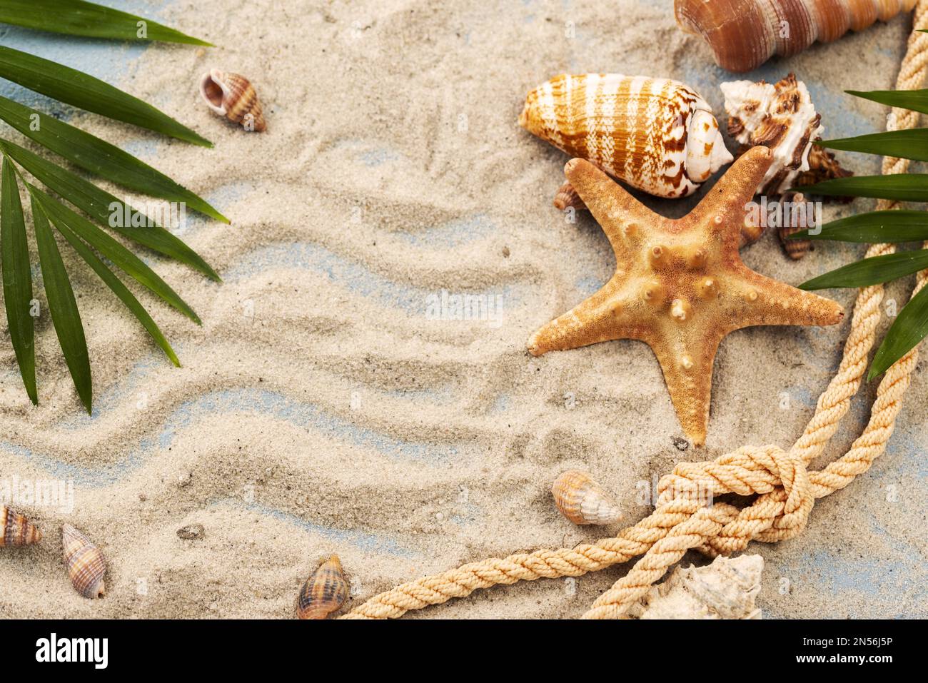 Starfish collection hi-res stock photography and images - Alamy