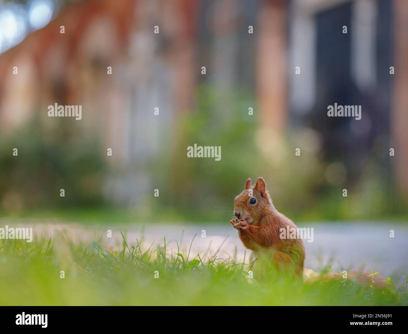 Cute squirrel in a park in Munich, Germany summer travel to Europe ...