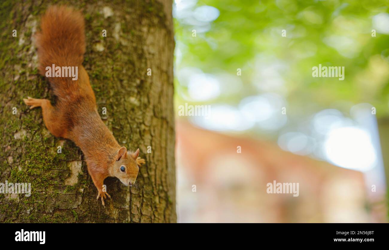Cute squirrel in a park in Munich, Germany summer travel to Europe ...