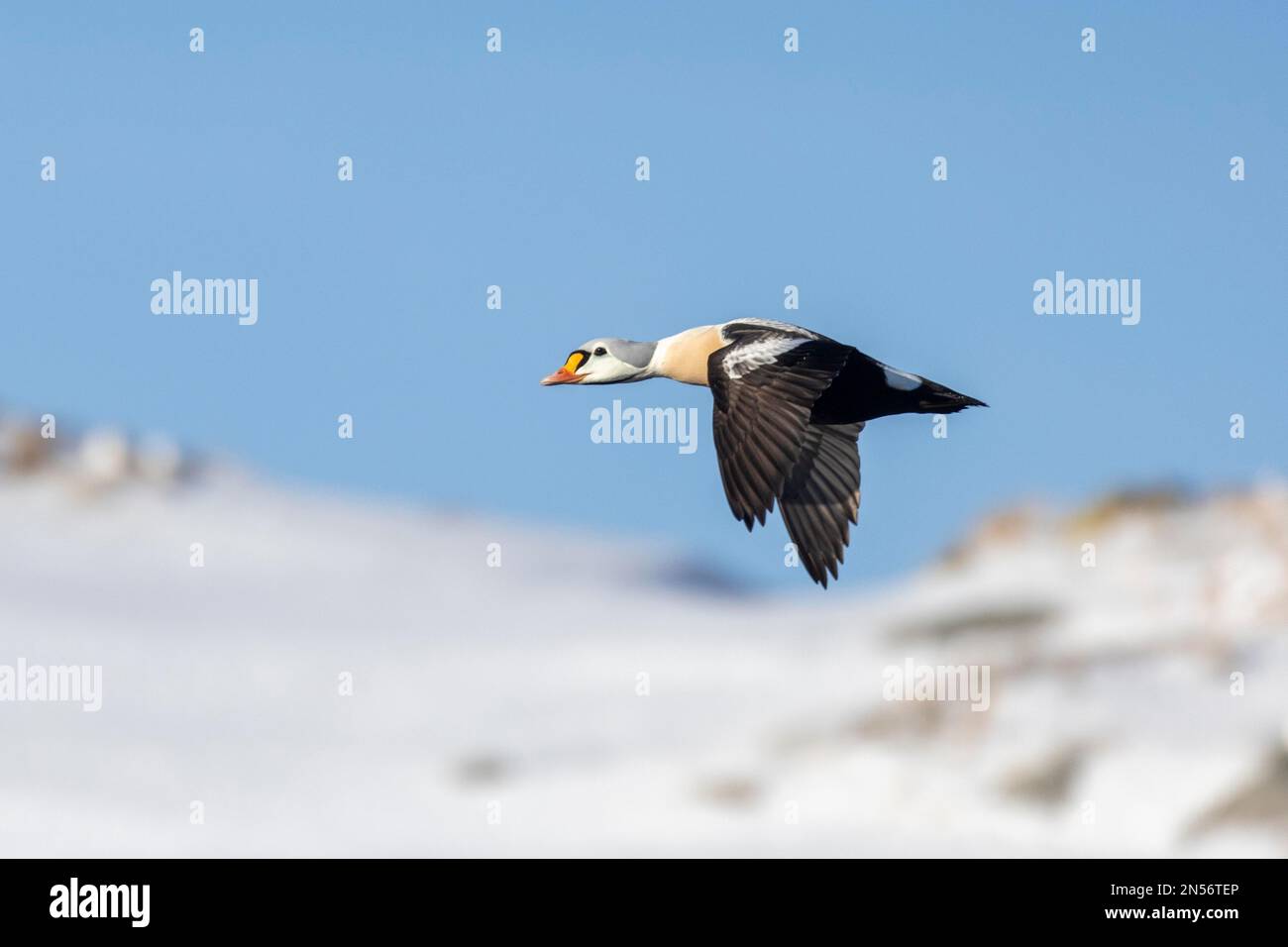King Eider Winter