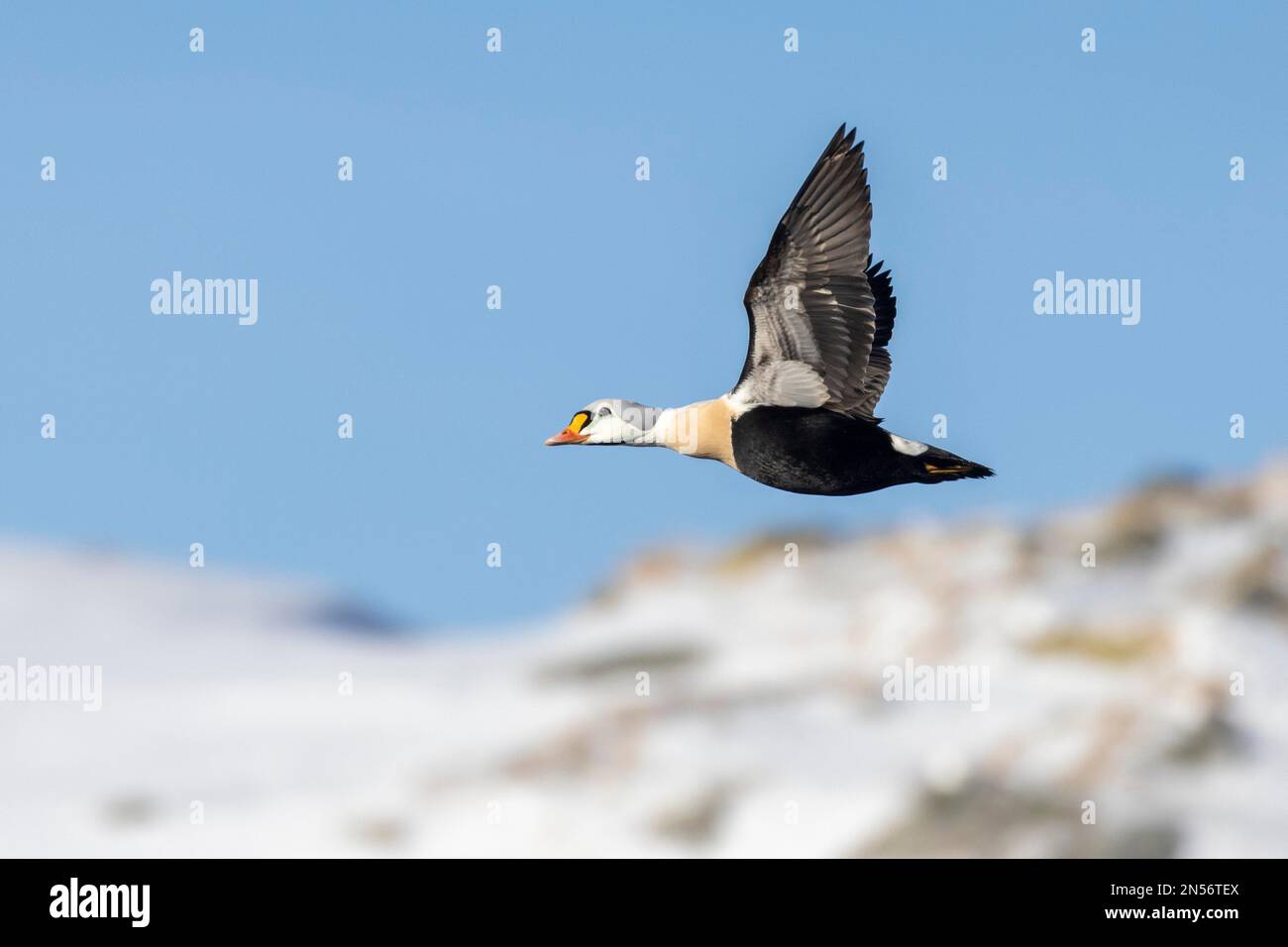 King Eider (Somateria spectabilis), male, splendid dress, flying in ...