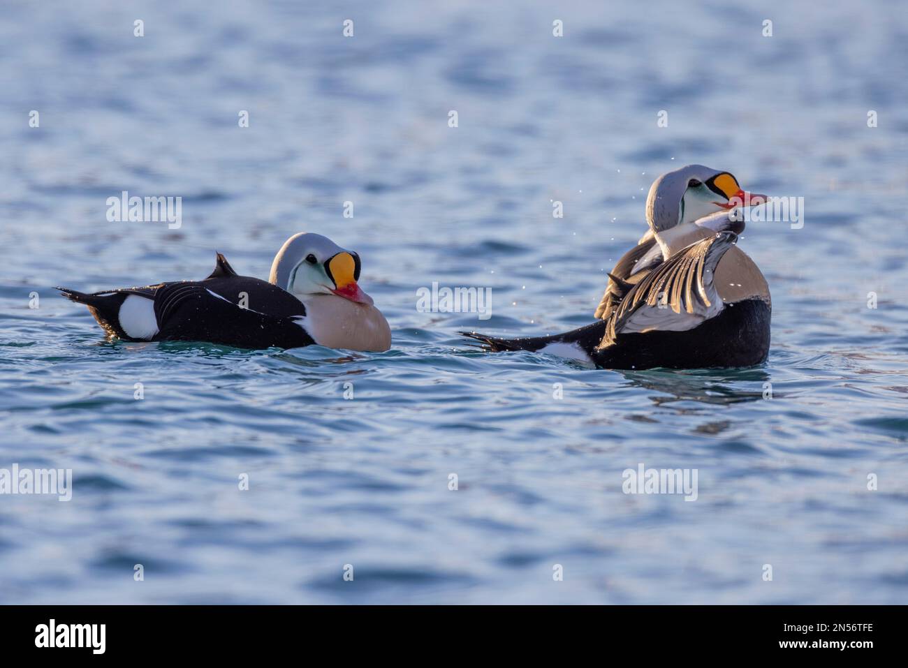 King Eider Winter