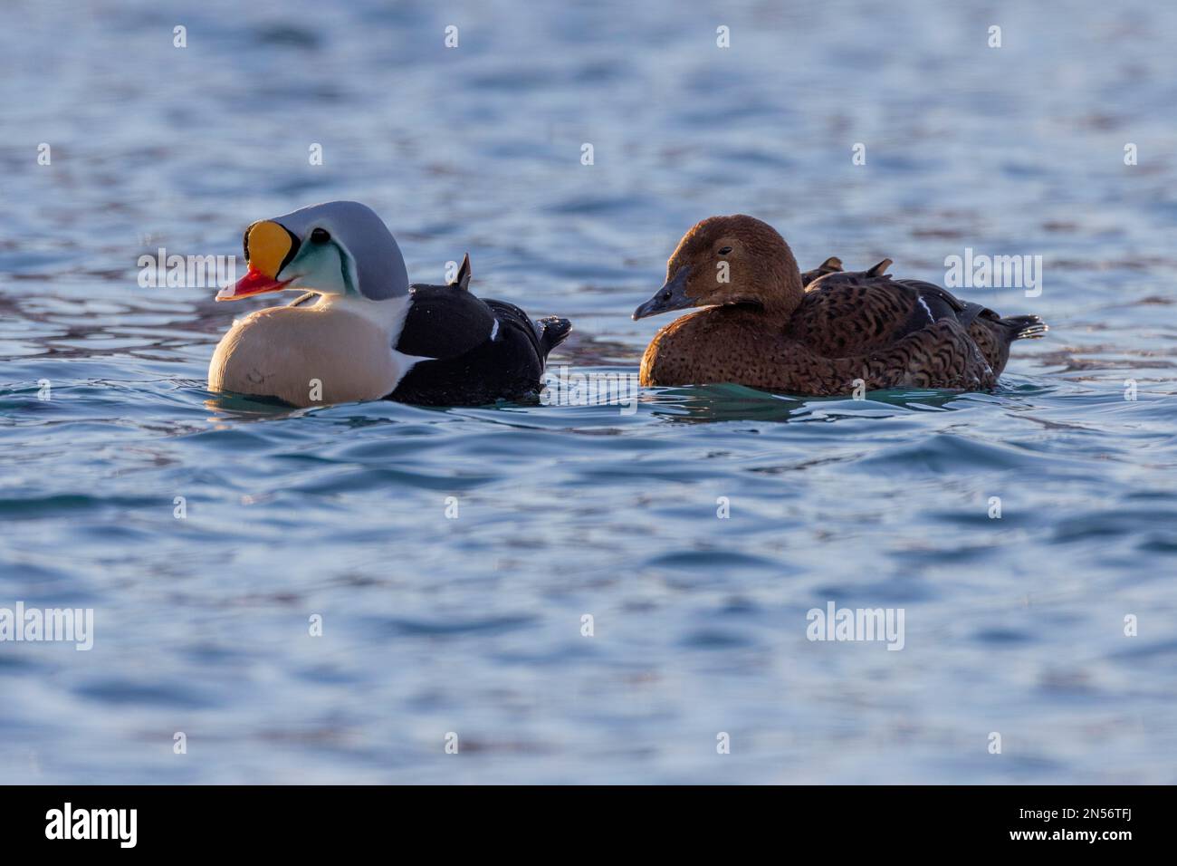 King Eider (Somateria spectabilis), male and female, winter, Batsfjord ...