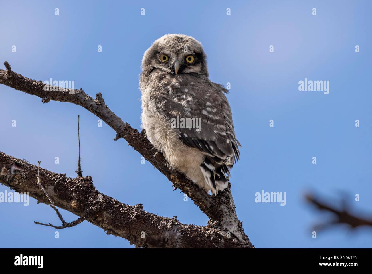 Northern hawk owl (Surnia ulula), juvenile, branchling, Varangerfjord ...