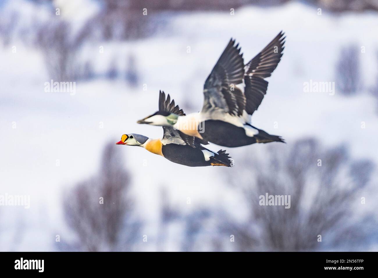 Common Eider (Somateria mollissima) (Somateria spectabilis), male ...