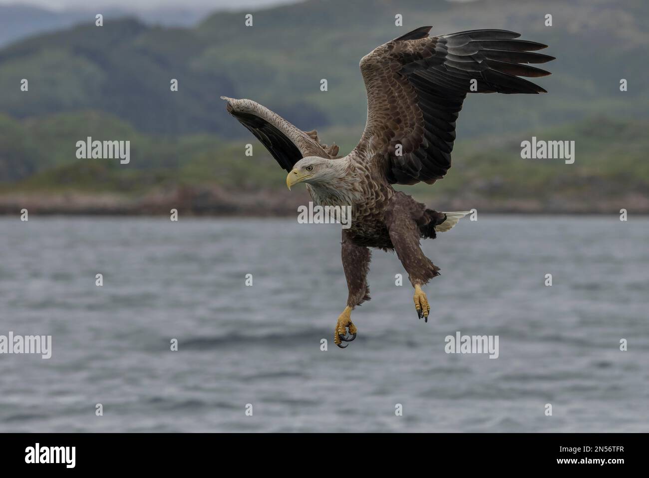 White-tailed eagle (Haliaeetus albicilla), adult, flying, swooping ...