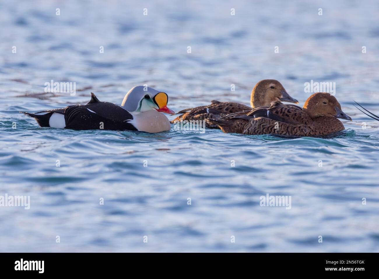 King eiders (Somateria spectabilis), male, splendid plumage, with eider ...