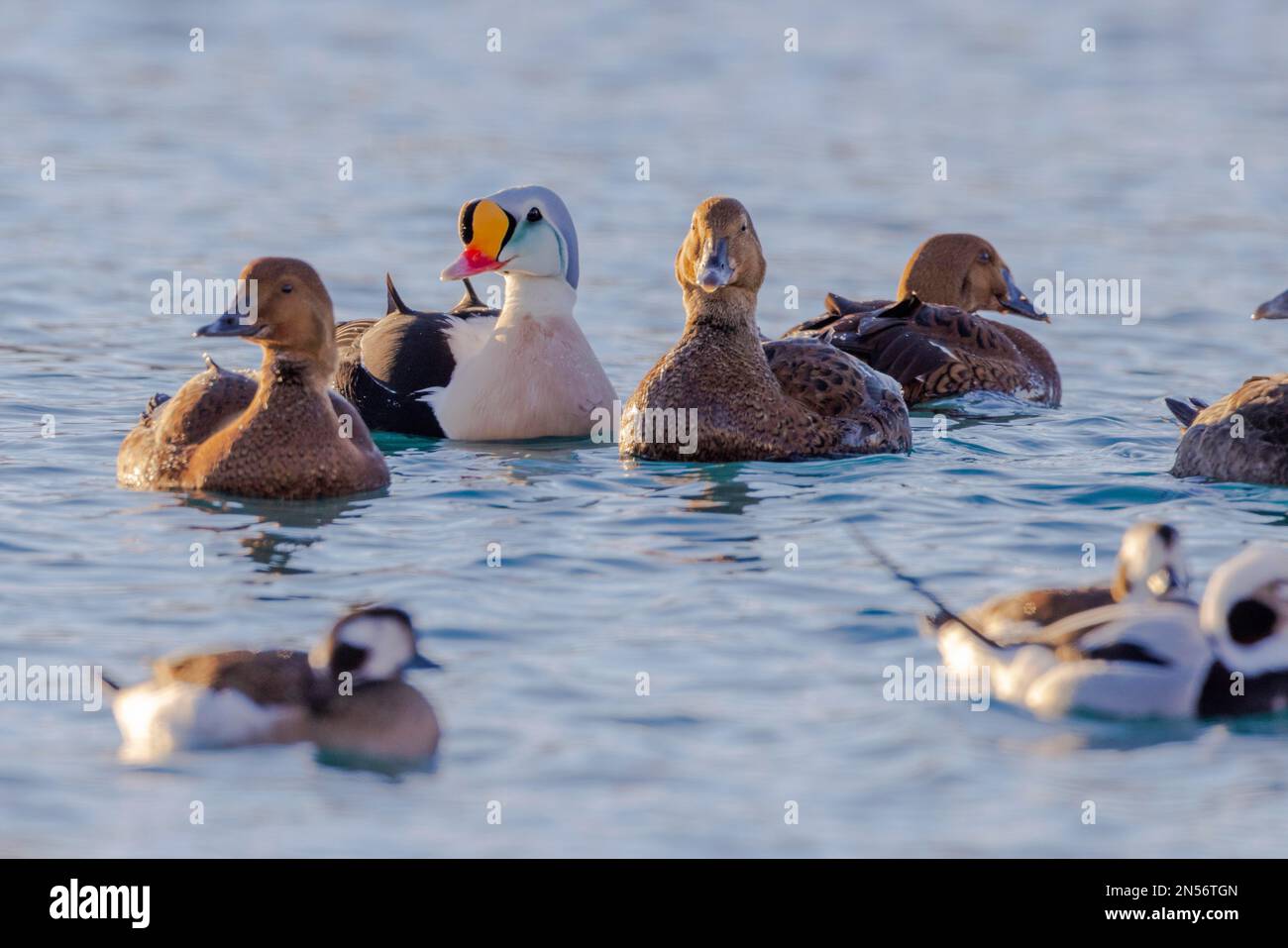 King (Clangula hyemalis) Eider (Somateria spectabilis), male and female ...