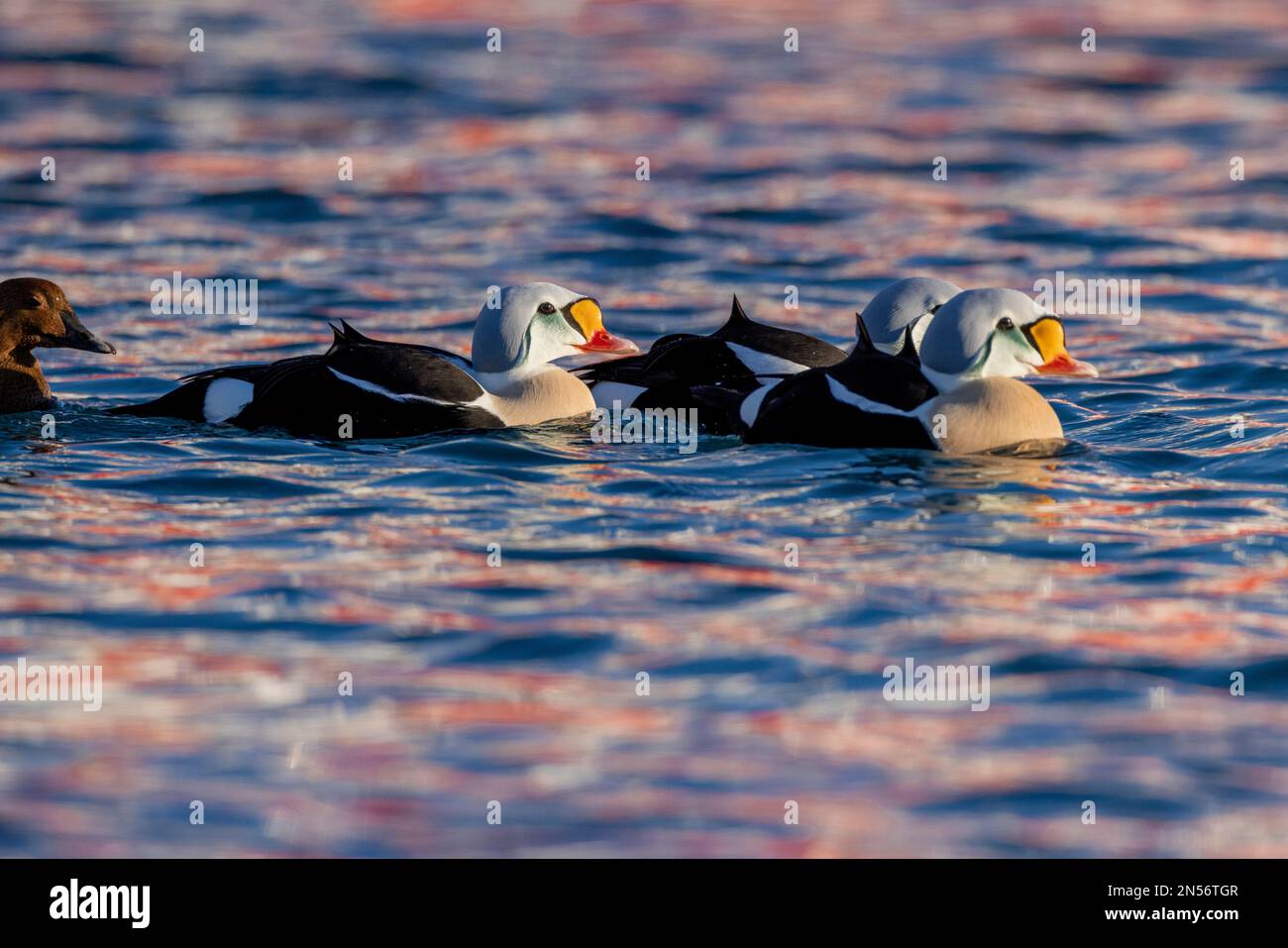 King eiders (Somateria spectabilis), male, group, splendid dress ...
