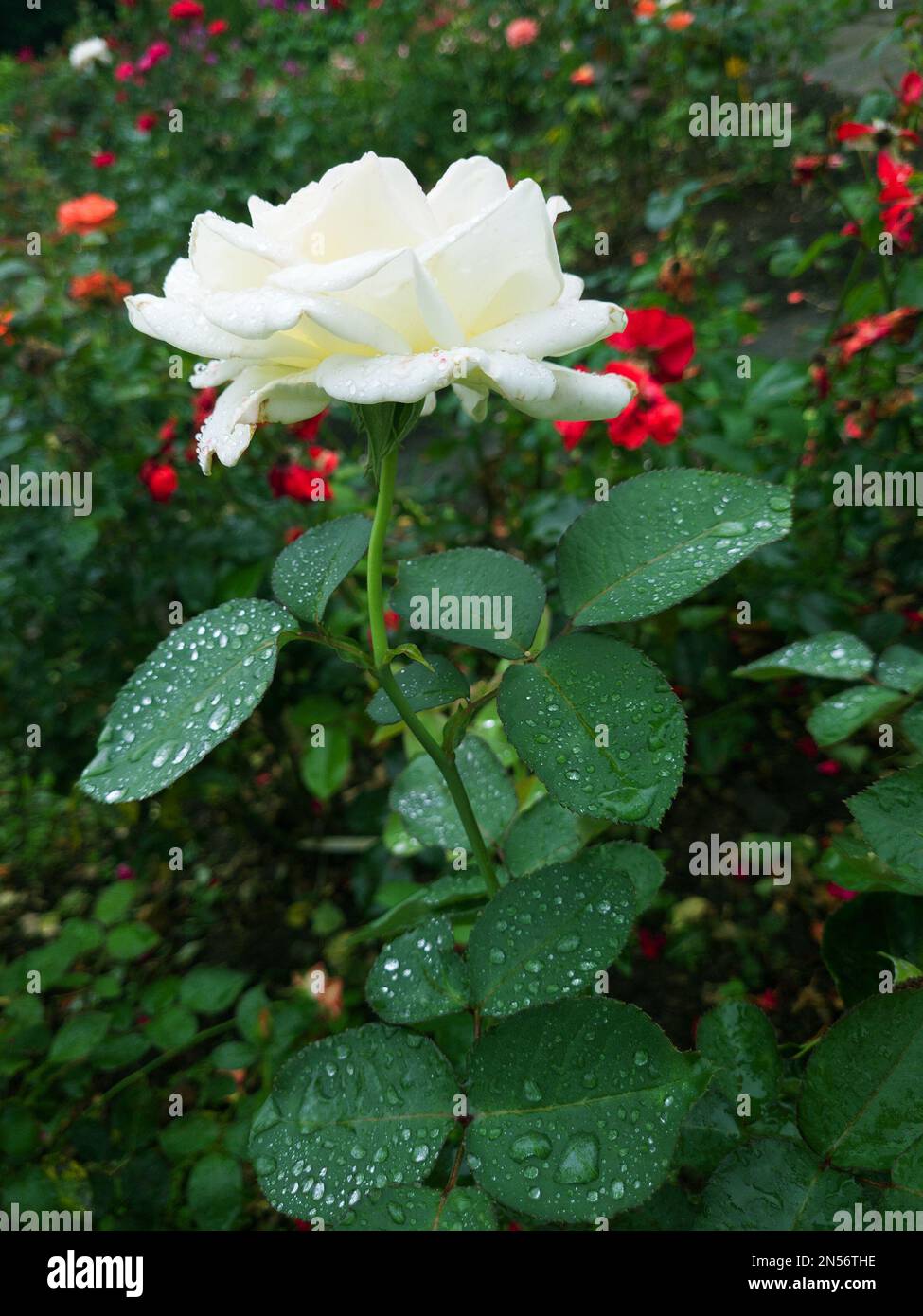 Withered rose in the garden after rain. Shallow depth of field Stock ...