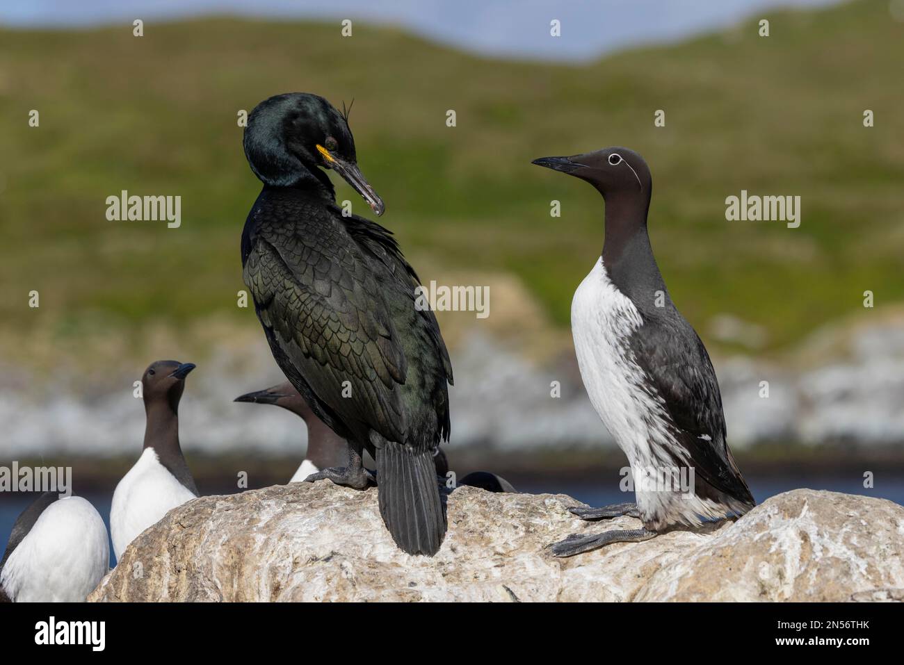 Common guillemot (Uria aalge), Bird Island, Hornoya, Hornoya, Vardoe ...