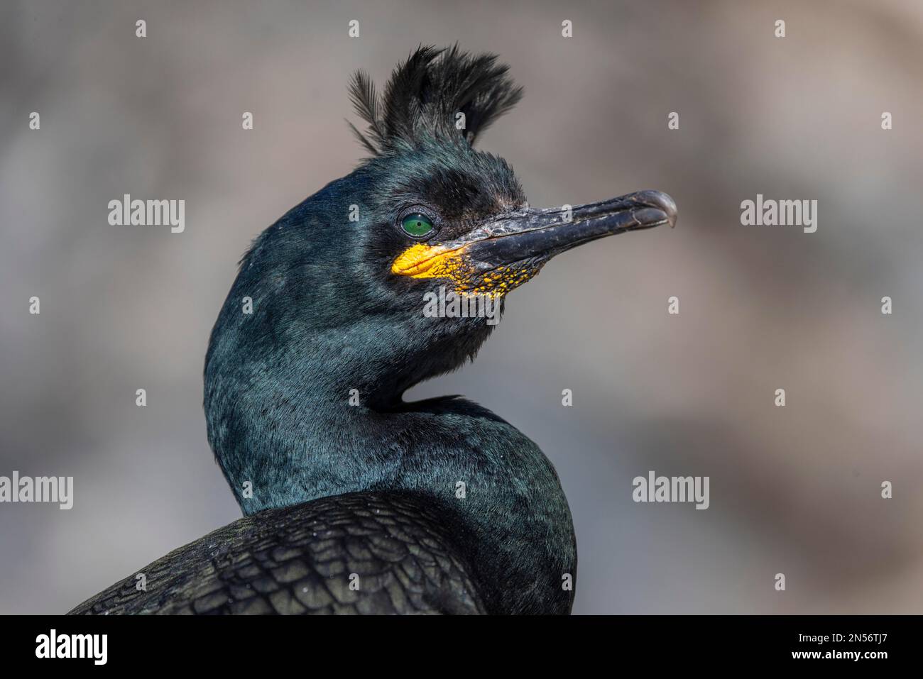 Common shag (Phalacrocorax aristotelis), portrait, plumage, erect ...