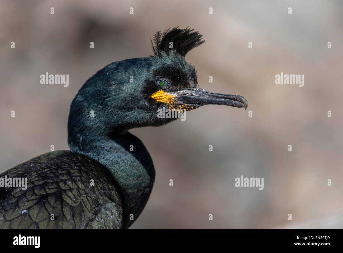 Common shag (Phalacrocorax aristotelis), portrait, plumage, erect ...
