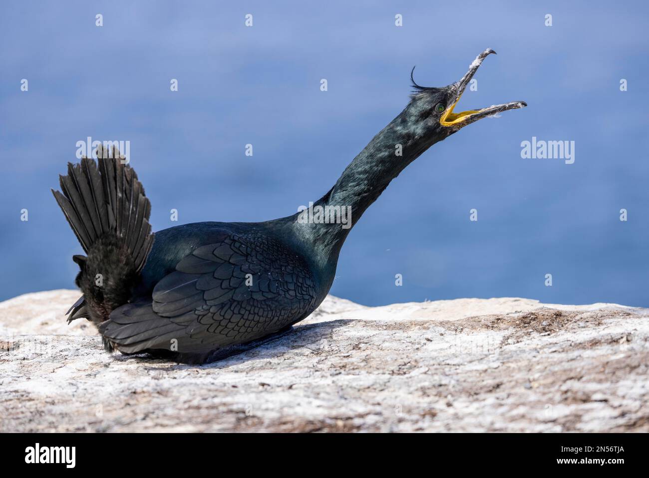 Common shag (Phalacrocorax aristotelis), calling, with open beak, Bird ...