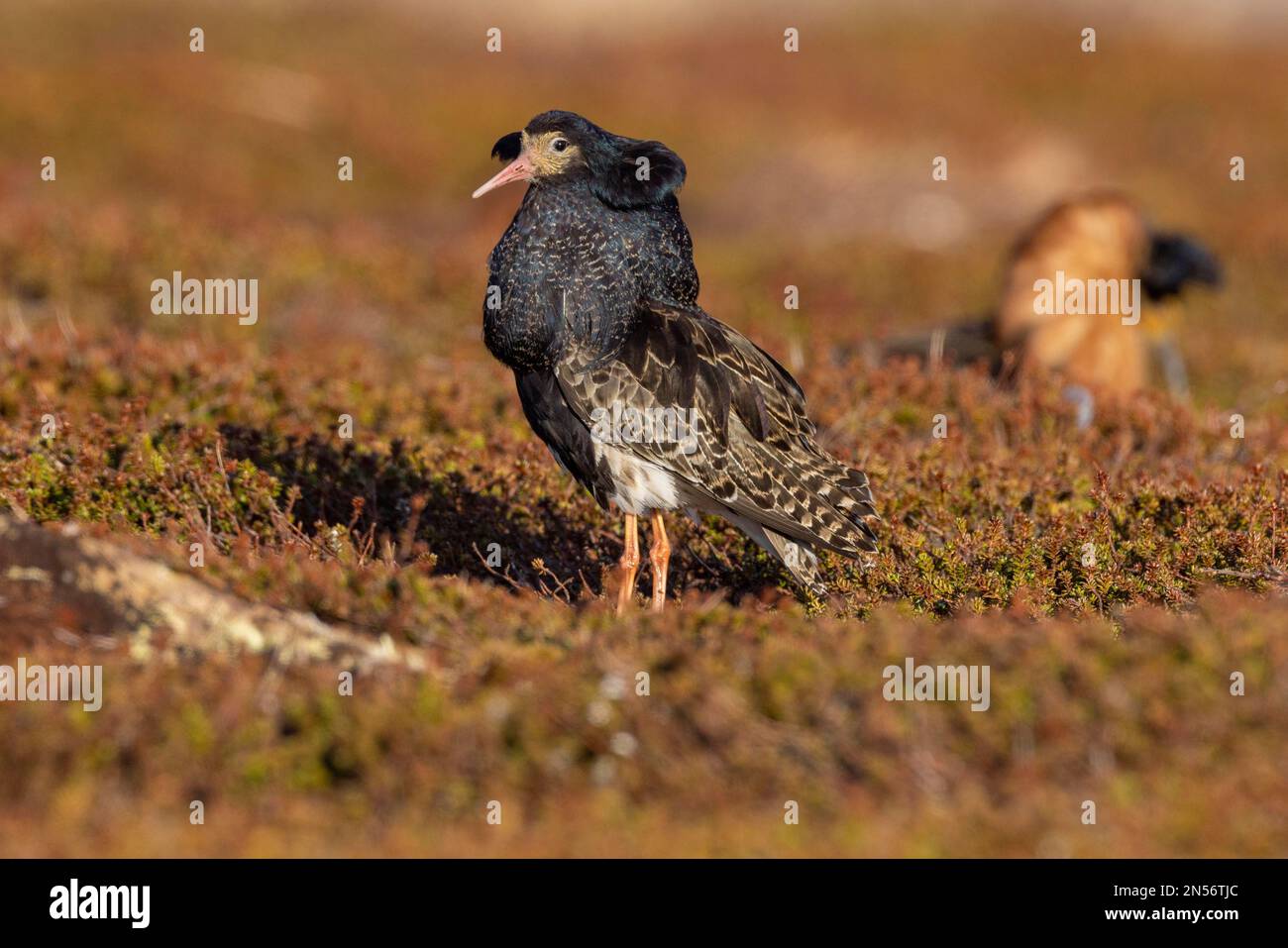 Ruff (Philomachus pugnax), male, splendid dress, black headdress, black ...