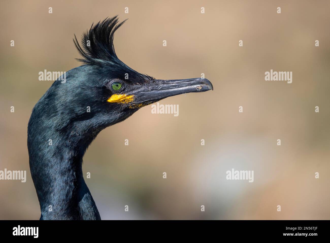 Common shag (Phalacrocorax aristotelis), portrait, plumage, erect ...