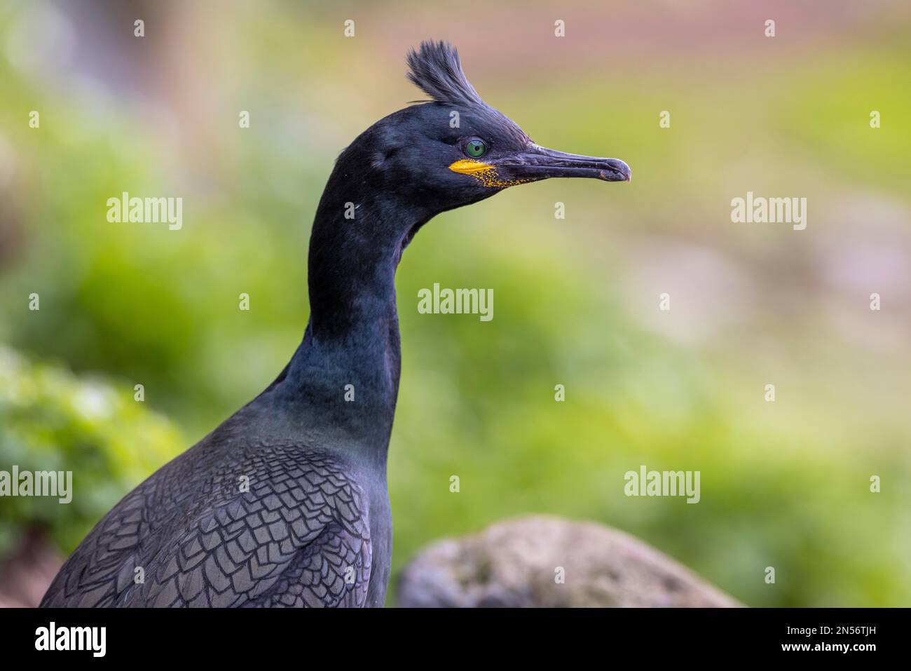 Common shag (Phalacrocorax aristotelis), portrait, plumage, erect ...