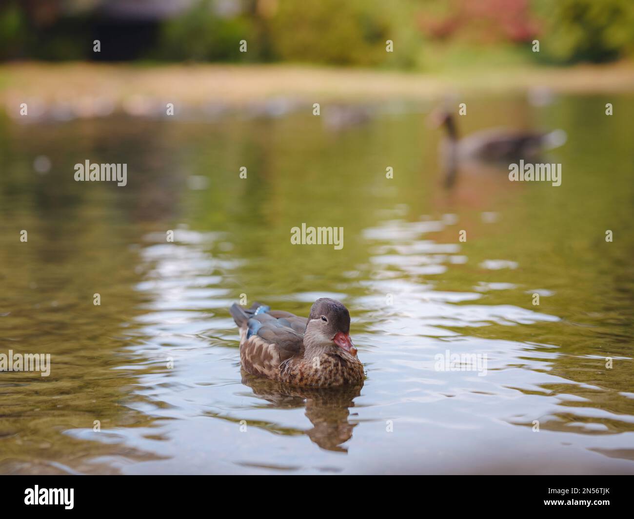cute ducks on the pond in the Englischer Garten park, Munich, Germany ...
