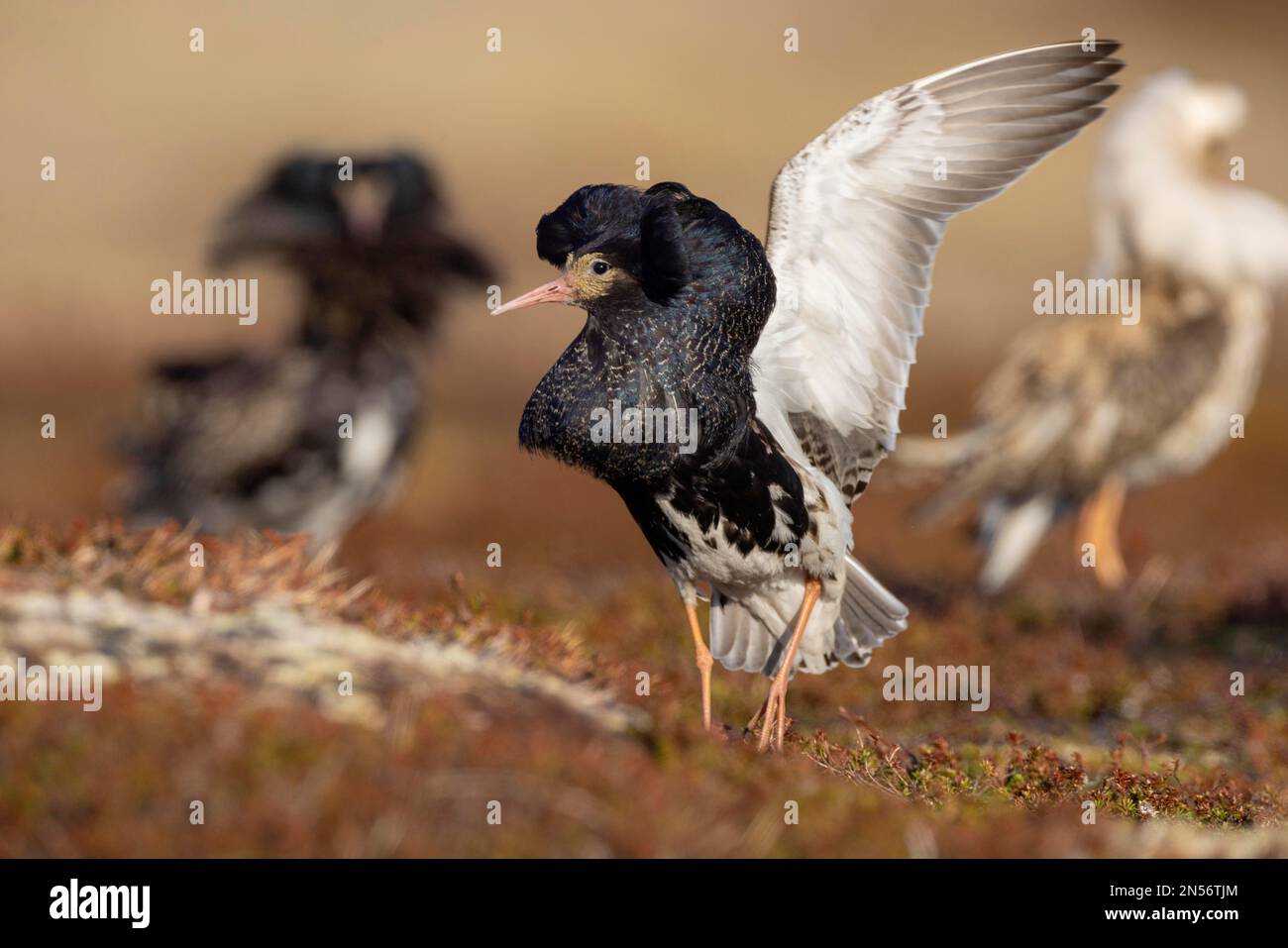 Ruff (Philomachus pugnax), male, splendid dress, black headdress, black ...
