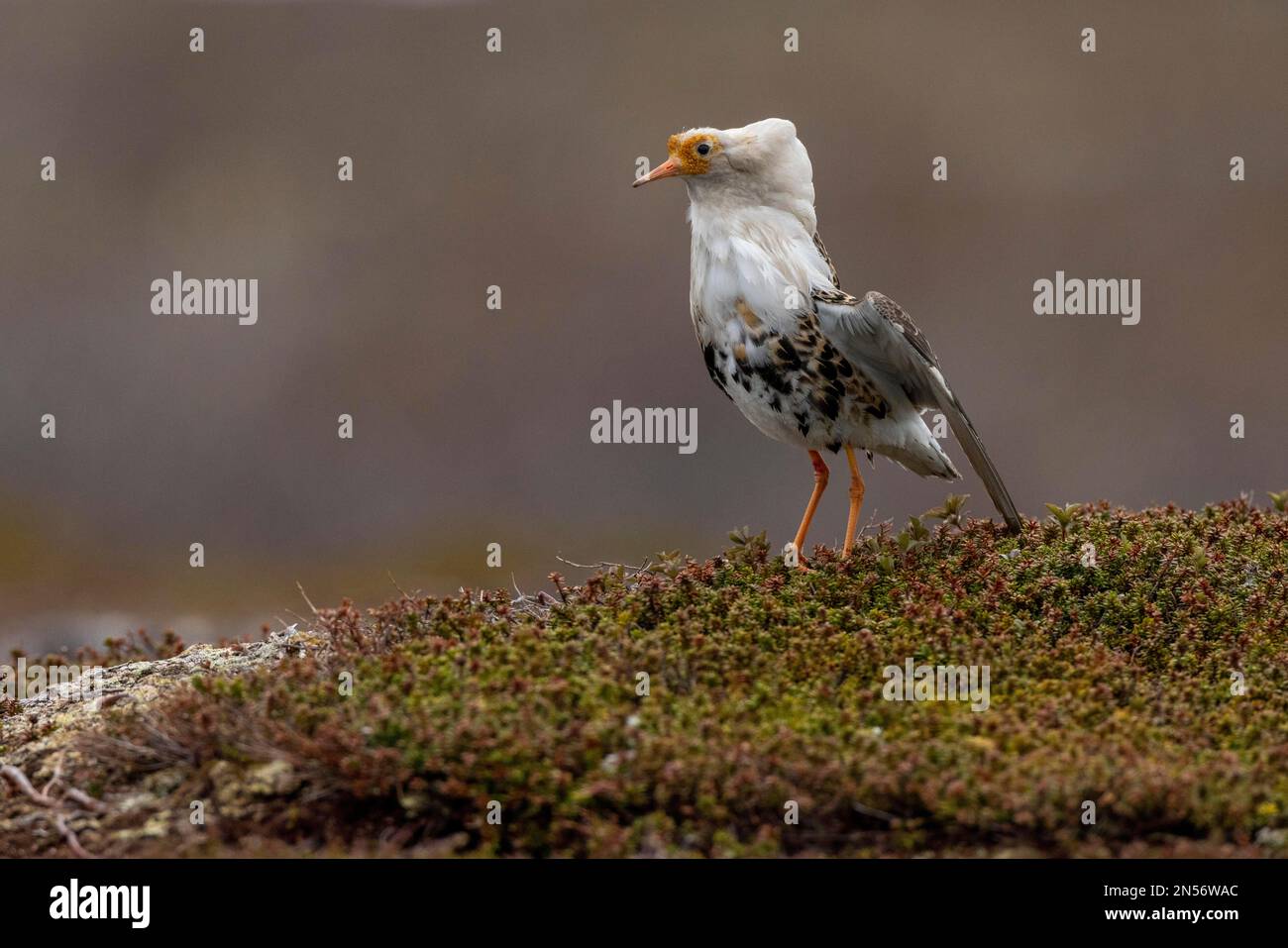 Ruff (Philomachus pugnax), male, splendid plumage, white ruff, white ...