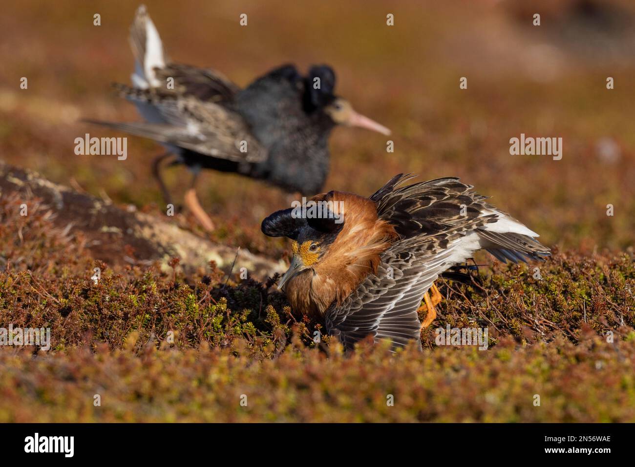 Ruff (Philomachus pugnax), male, splendid dress, brown ruff, brown ...