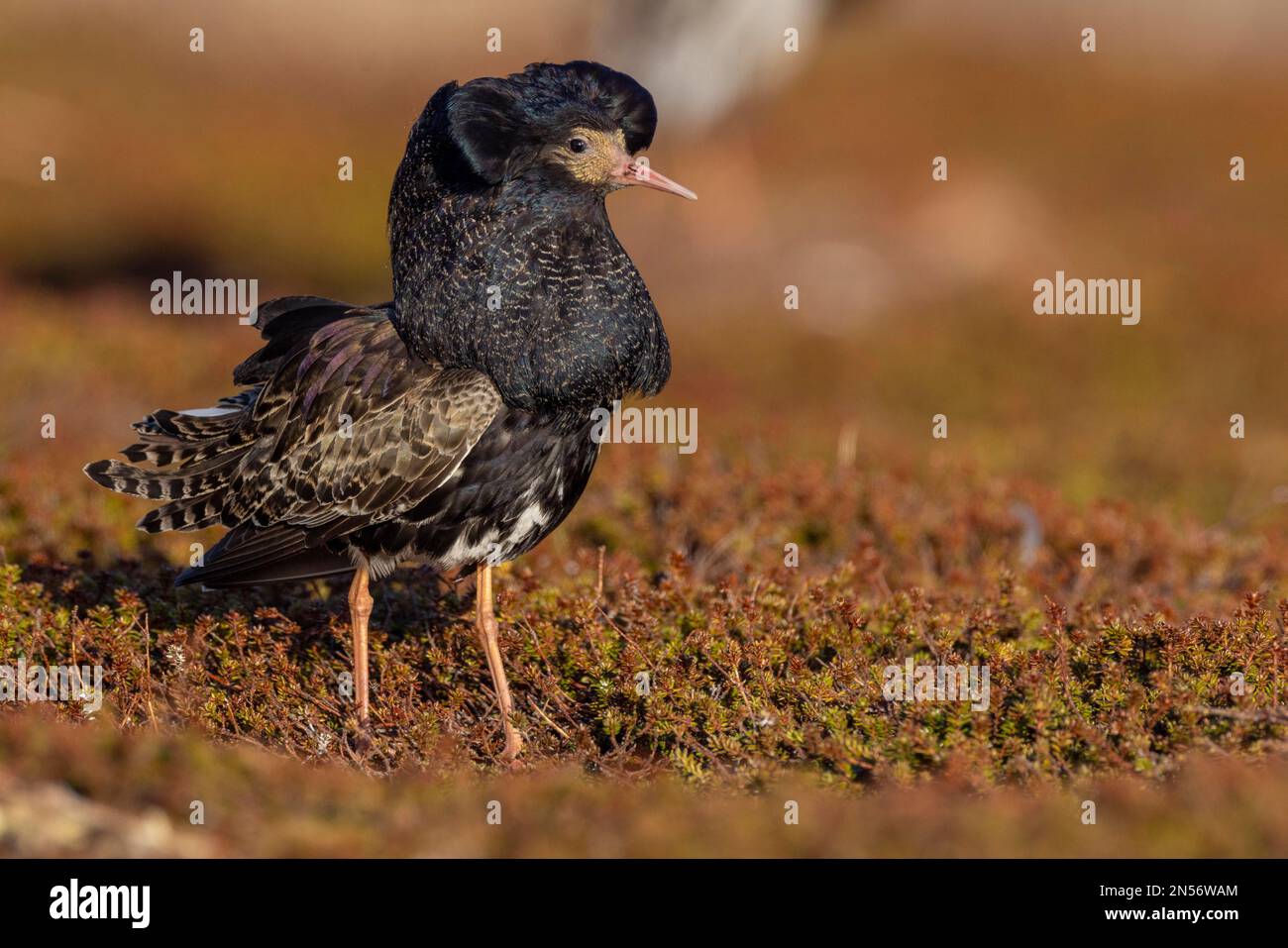 Ruff (Philomachus pugnax), male, splendid plumage, black headdress ...