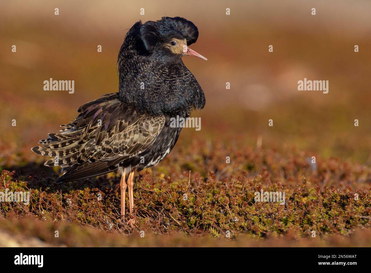 Black ruff hi-res stock photography and images - Alamy