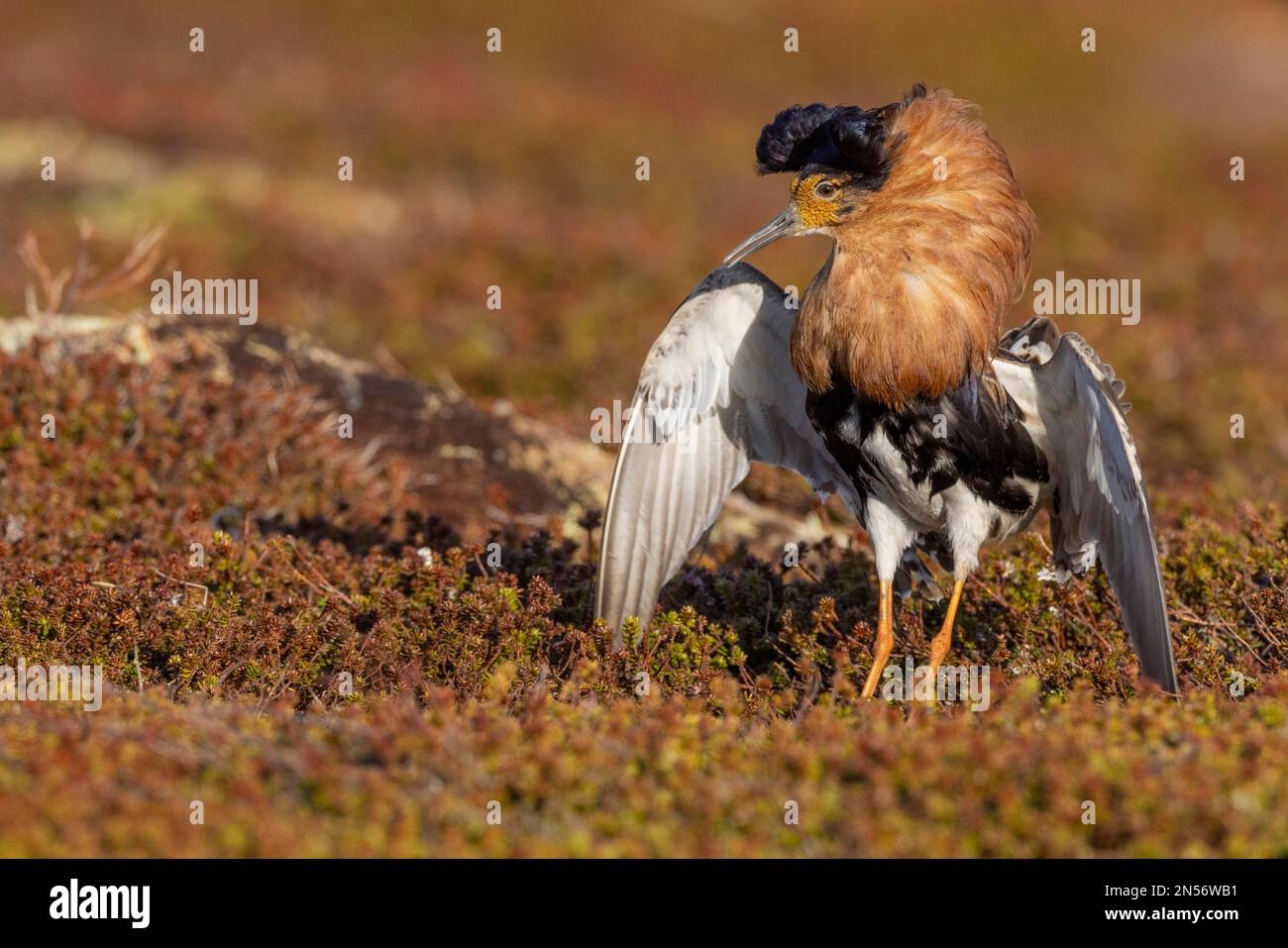 Ruff (Philomachus pugnax), male, splendid plumage, brown ruff, brown ...