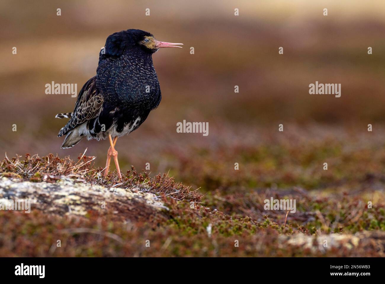 Mating beak hi-res stock photography and images - Alamy