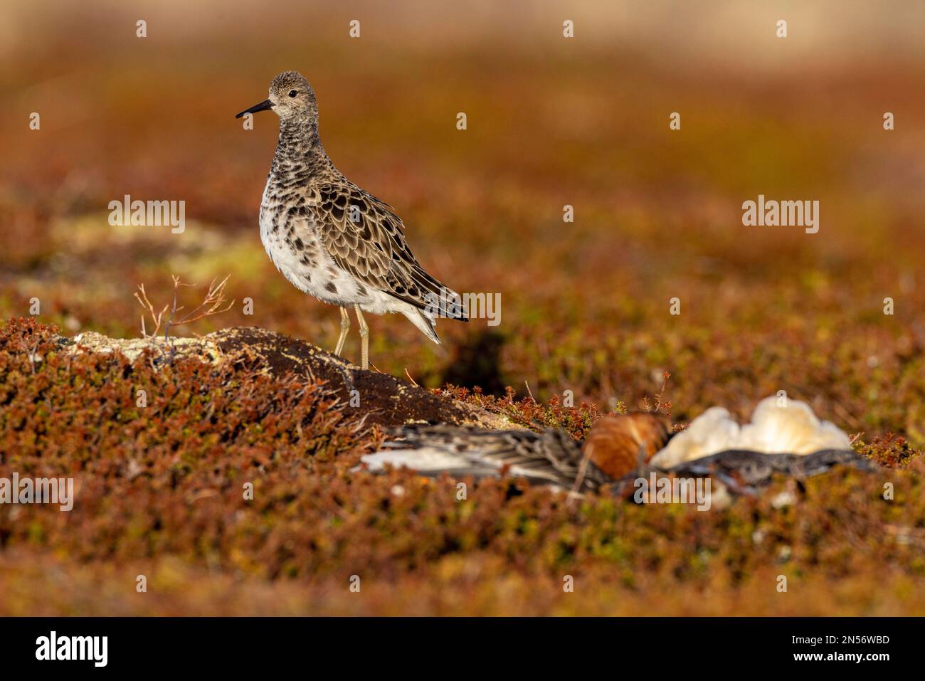 Ruff (Philomachus pugnax), female, 2 submissive males lying on the ...