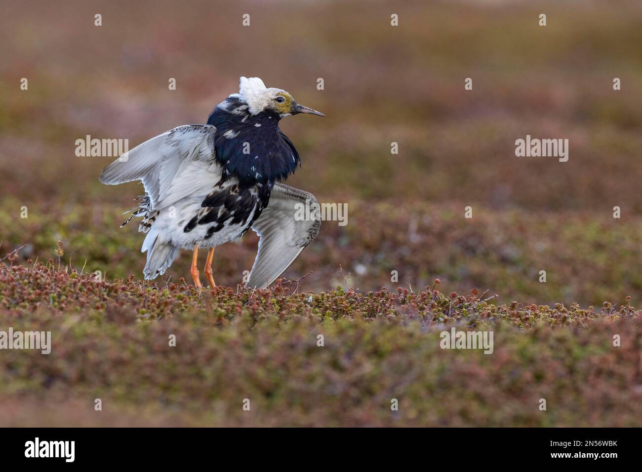 Ruff (Philomachus pugnax), male, splendid plumage, black and white ...