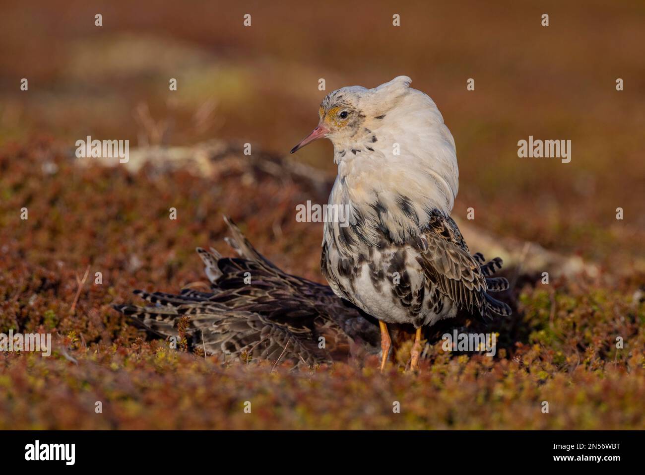 Ruff (Philomachus pugnax), male with white ruff dominates, splendid ...