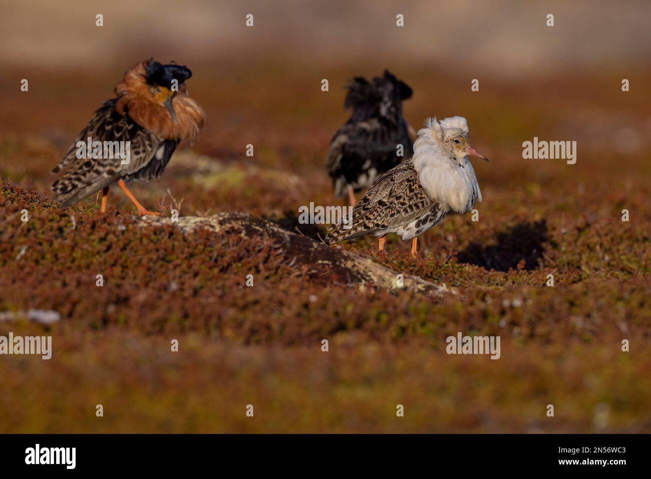 Philomachus pugnax display three hi-res stock photography and images ...
